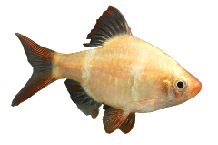 Albino Tiger Barbs