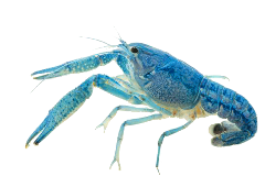 Electric Blue Crayfish!