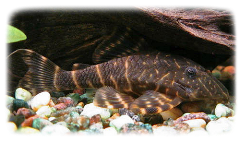 Clown Plecostomus!