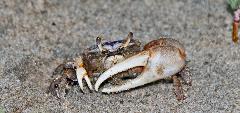 Fiddler Crabs!