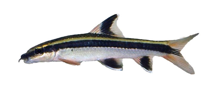 Flying Fox Algae Eaters