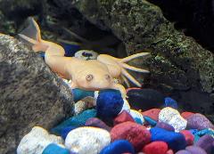Gold African Clawed Frogs!