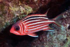 Squirrelfish