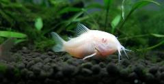 Albino Cory Catfish