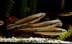 Black Striped Pike Cichlid