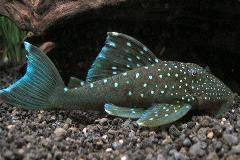 Blue Phantom Pleco