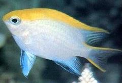 Blue-Finned Damselfish