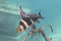 Chinese Hi Fin Banded Shark