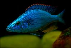 Compressiceps Cichlid