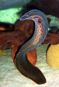Fire Eel