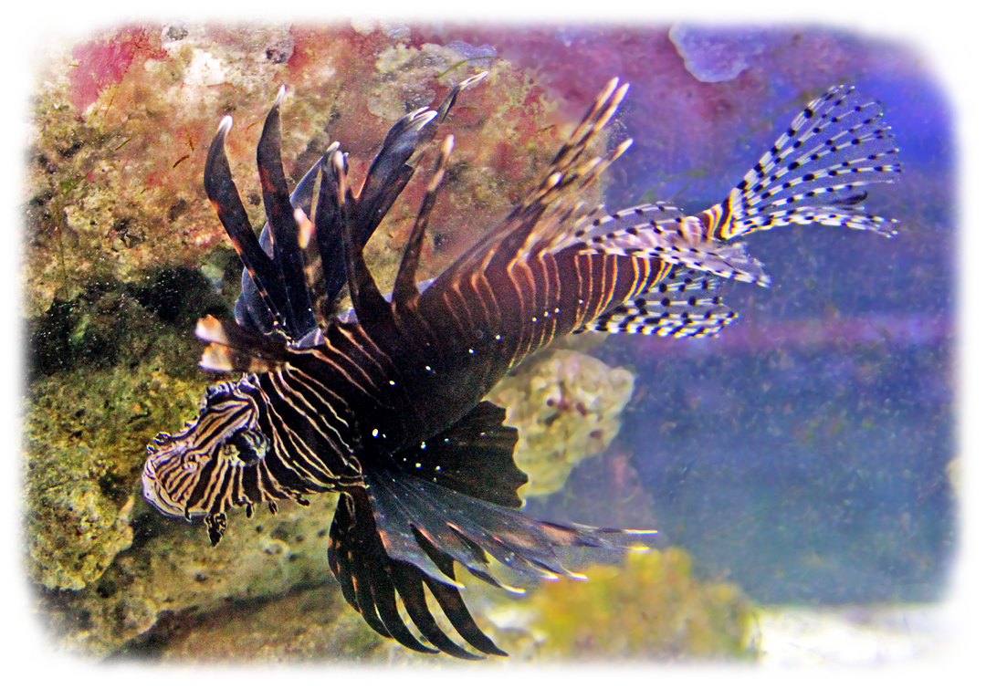 Thank You Extra Value Card Member