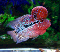 Magma Flowerhorn