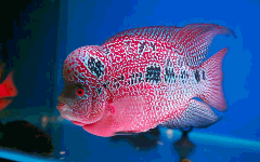 NEW Magma Flowerhorn Cichlids!