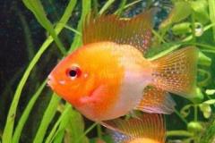 Gold Ram Cichlid