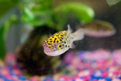 Leopard Pufferfish