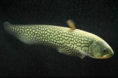 Marble Knifefish
