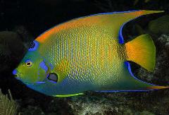 Queen Angelfish