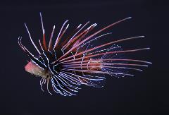 Radiata Lionfish