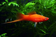 Red Wag Swordtail