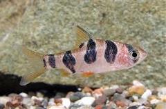 Round Banded Barb