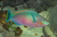 Quoy's Parrotfish
