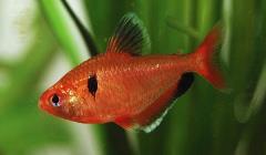 Serpae Tetras