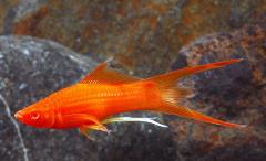 Vampire Swordtail